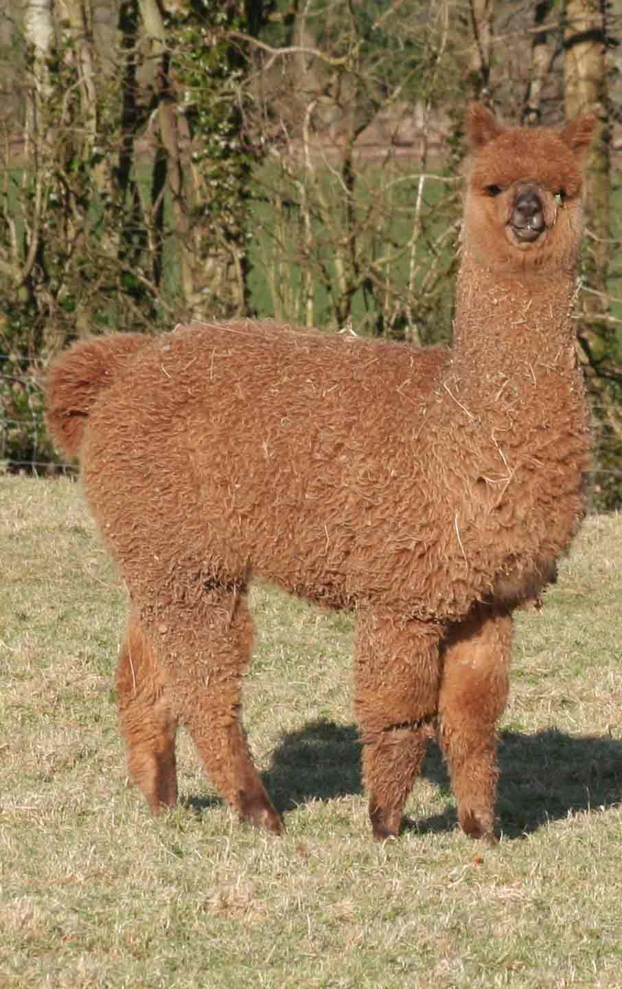 Beautiful Day - Alpaca UK