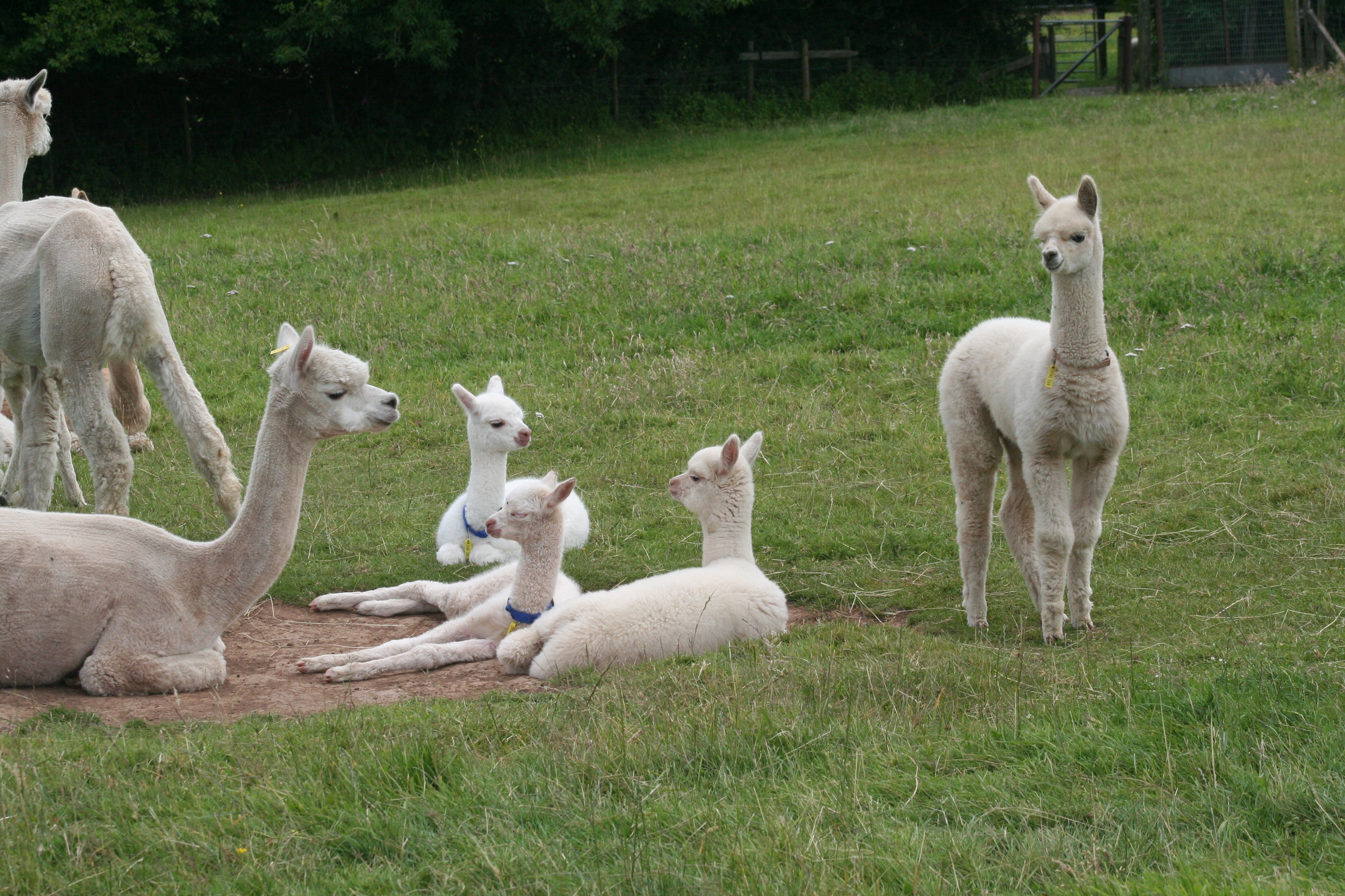 Cria - Alpaca UK