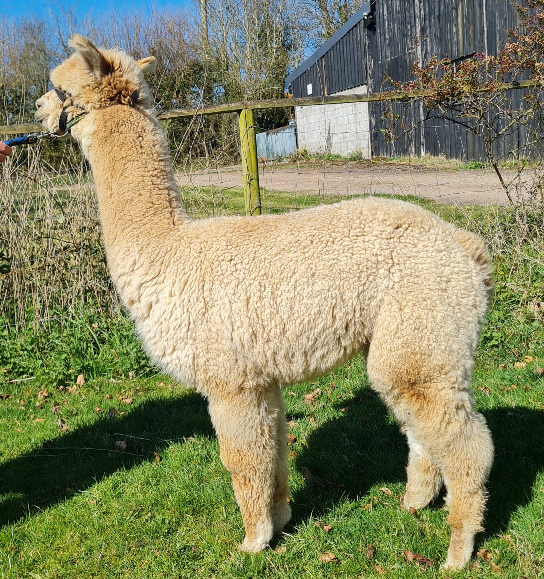 Alpacas for Sale - Alpaca UK